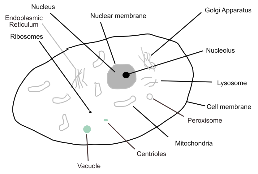 Chapter 4 - The Origin of Life
